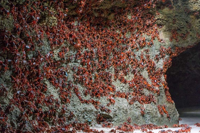 Red Crab Migration - Indian Ocean Experiences