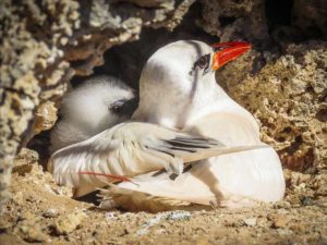 Bird and nature week - Indian Ocean Experiences