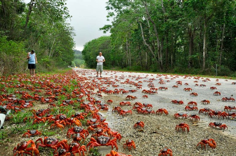 Red Crab Spawning Tour 2025 - Indian Ocean Experiences