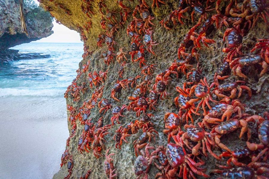 Red Crab Migration - Indian Ocean Experiences