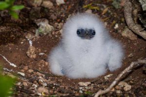 Bird and nature week - Indian Ocean Experiences