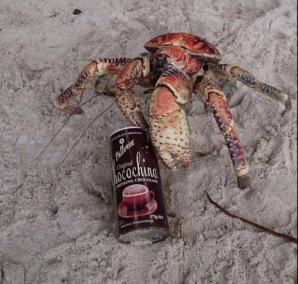 Robber Crab: Prince of Thieves - Indian Ocean Experiences